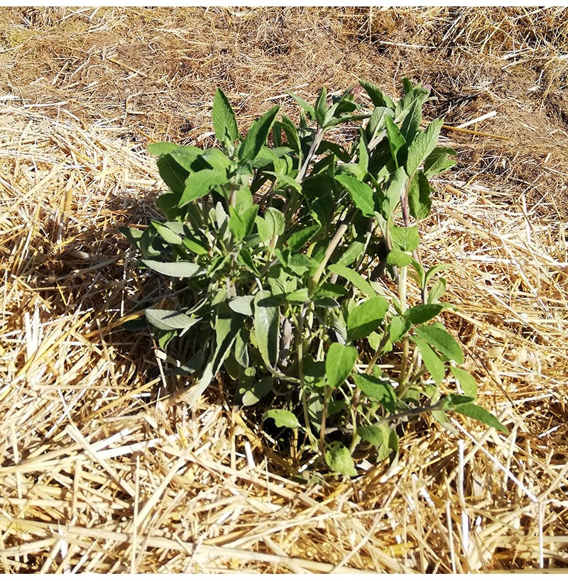 Feuilles de sauge séchées